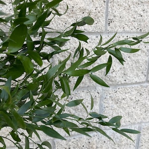 Fresh Italian Ruscus Bundle, Ruscus ACULEATUS , California Flower ...