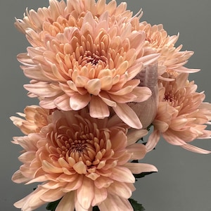 30 Fresh Dusty Peach Mum Stems - Cut Flower - Bulk Wedding Flowers ...