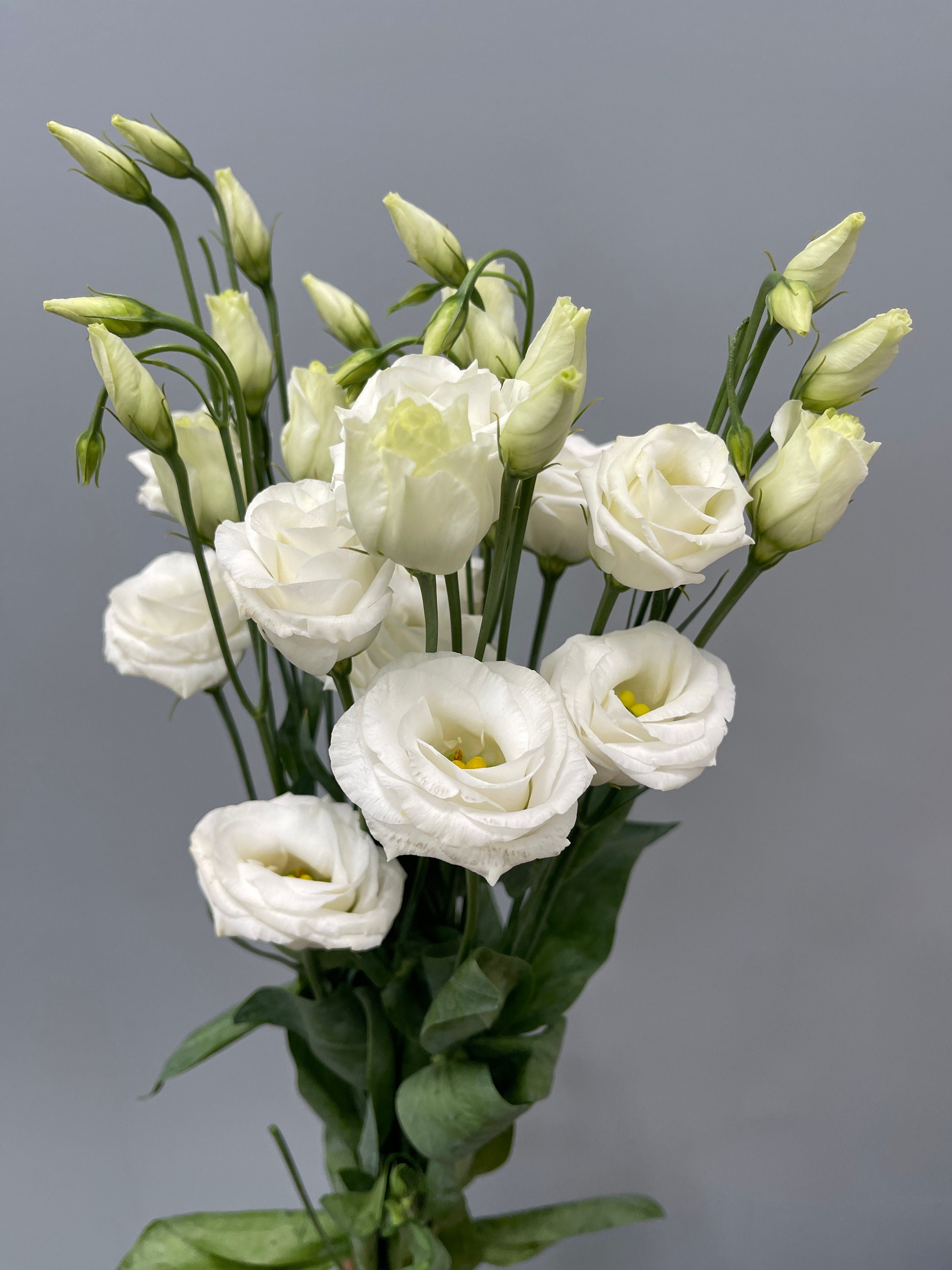 White Lisianthus Bouquet