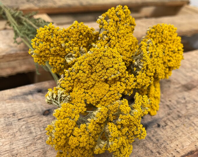 Dried Gold Yarrow Dried Yellow Yarrow Bunch Gold Flowers - Etsy
