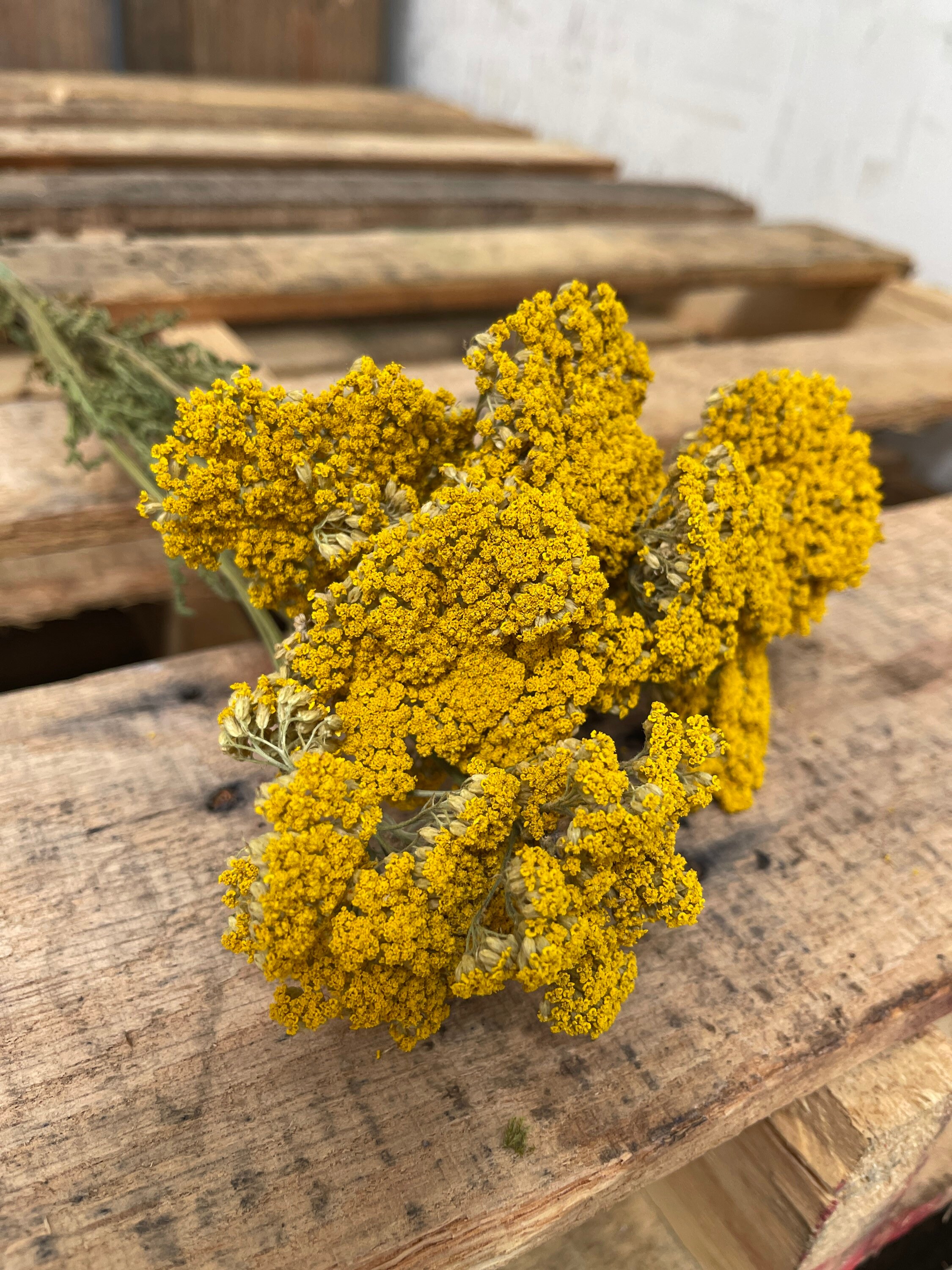 Yellow Yarrow Flower