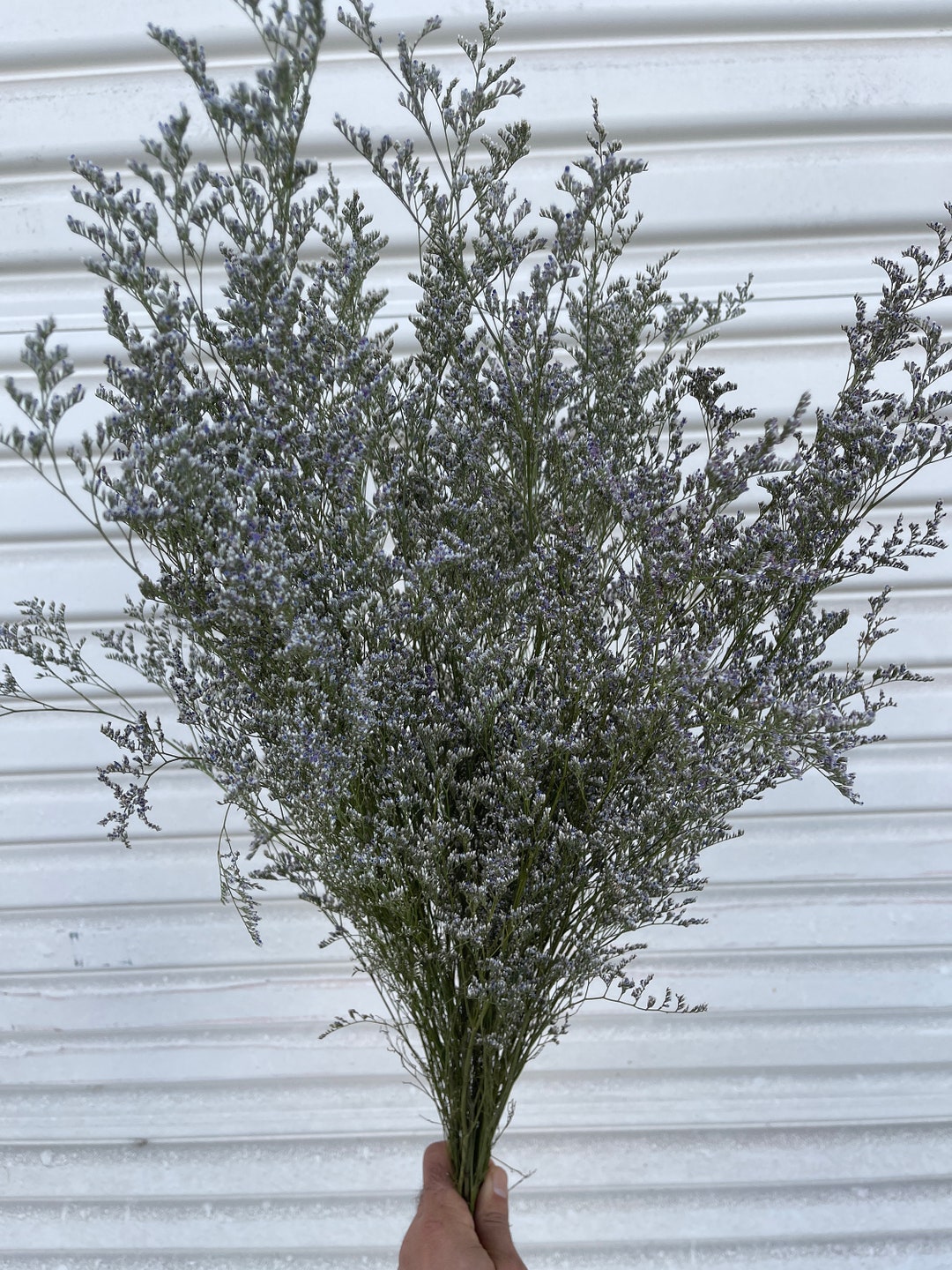 Preserved Blue Misty // Sea Lavender // Caspia // Naturally Grown Blue ...