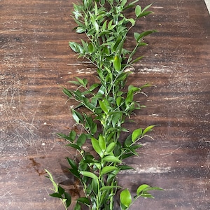 Fresh Italian Ruscus Garland: Wedding Greenery - Etsy