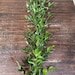 Fresh Italian Ruscus Garland: Wedding Greenery - Etsy