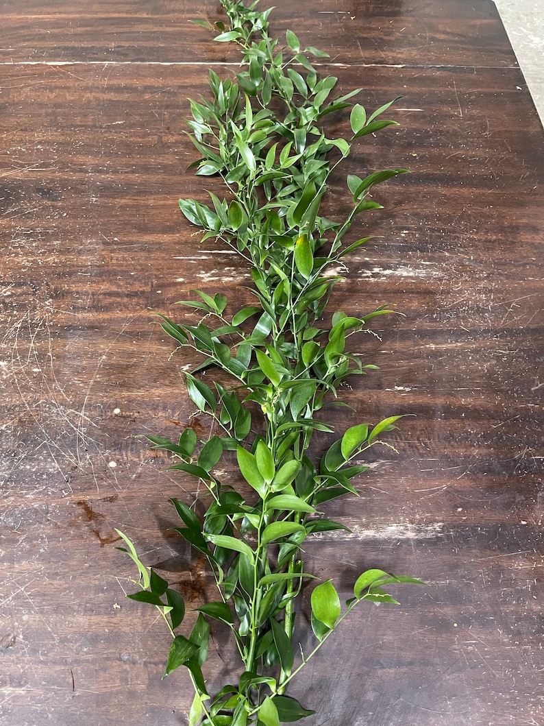 Fresh Italian Ruscus Garland: Wedding Greenery - Etsy