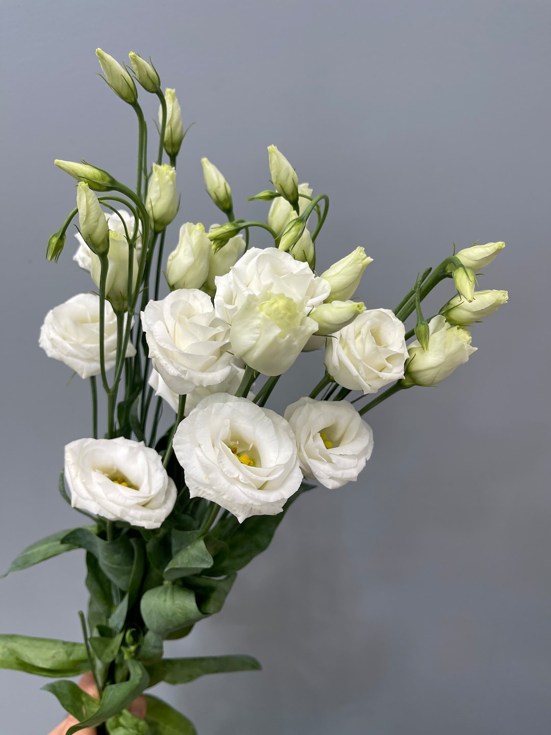 20 Fresh White Lisianthus - Fresh - Cut Flower - Bulk Wedding Flowers ...