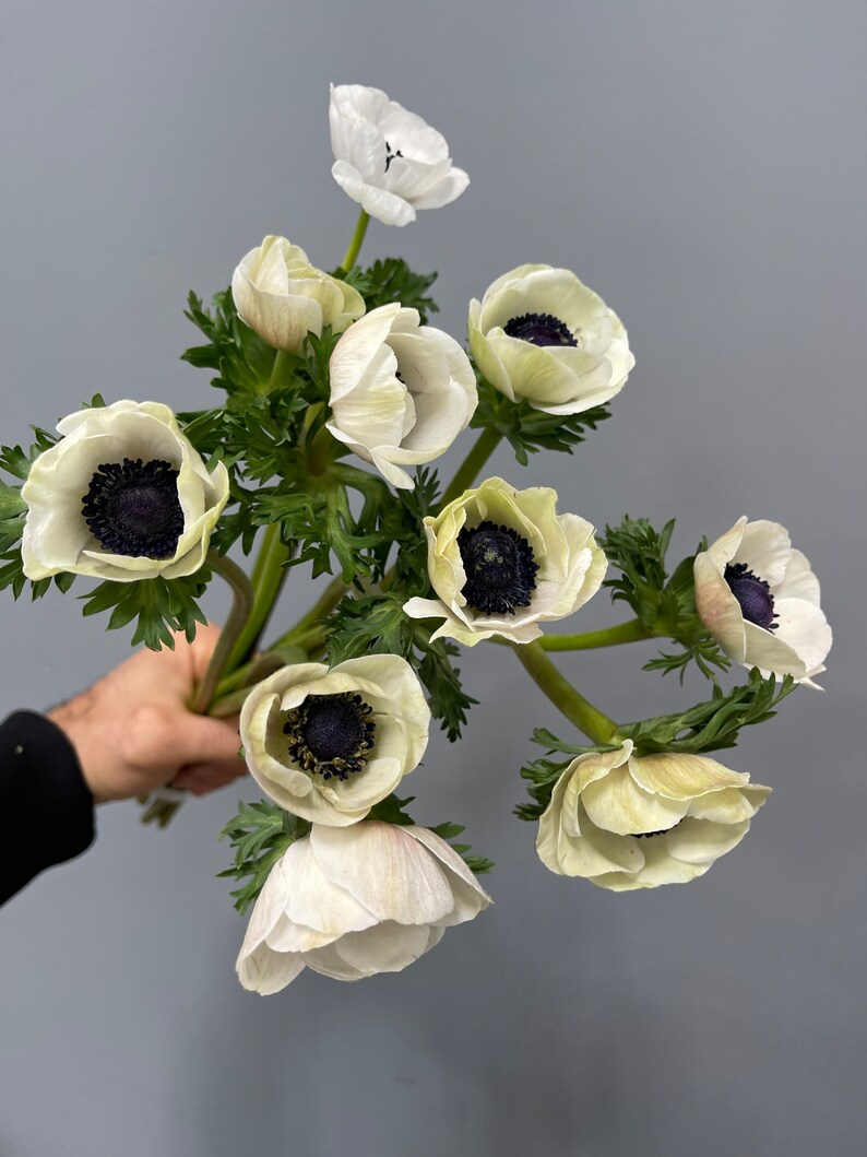 White Anemone Bouquet: 20 Fresh Cut Flowers, Wedding Decor - Etsy