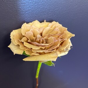 Fresh Toffee Brown Roses | Wedding Garden Roses | 20 Stem Premium ...