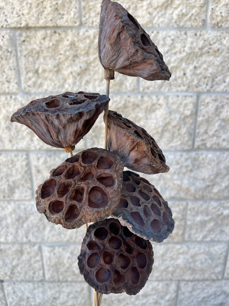 Natural Lotus Pods Stems // Dried & Preserved Pods Bundle// - Etsy