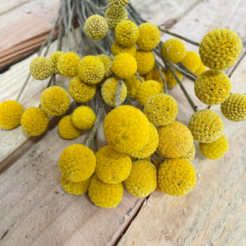 Dried Billy Balls - Etsy