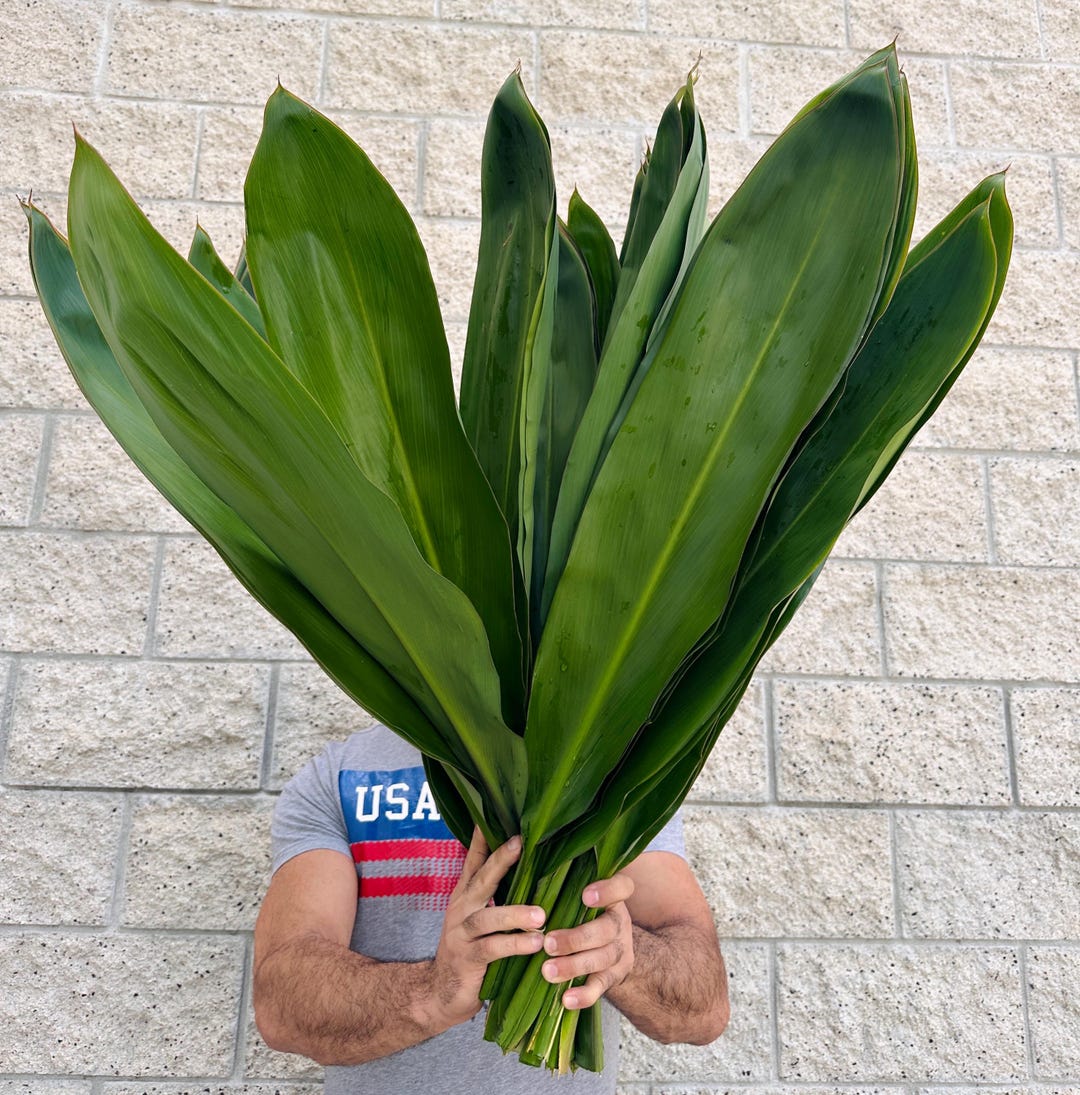 10 XL Ti Leafs / Fresh Cut Large Ti Leaf Stems / - Etsy
