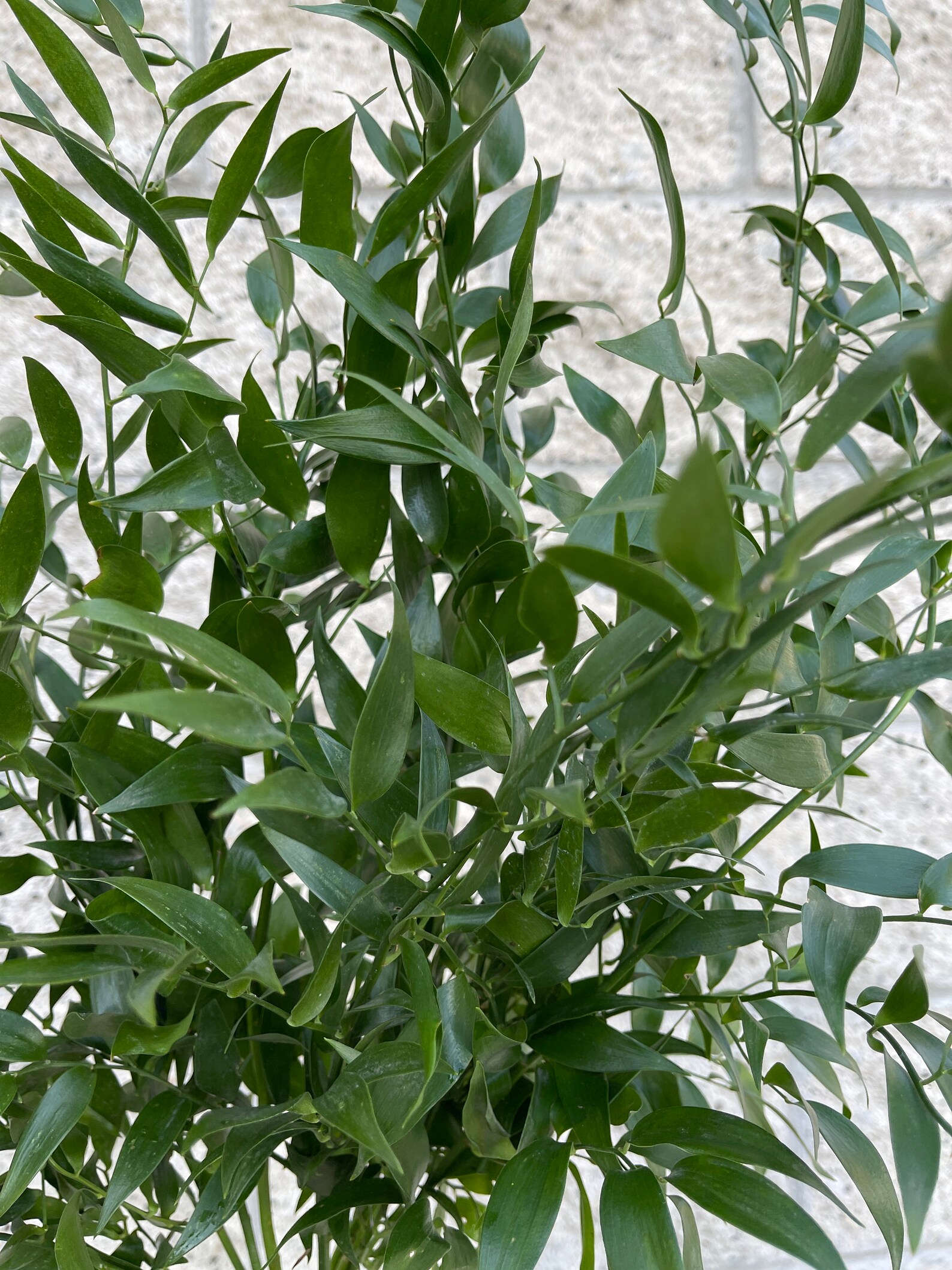 Fresh Italian Ruscus Bundle, Ruscus ACULEATUS , California Flower ...