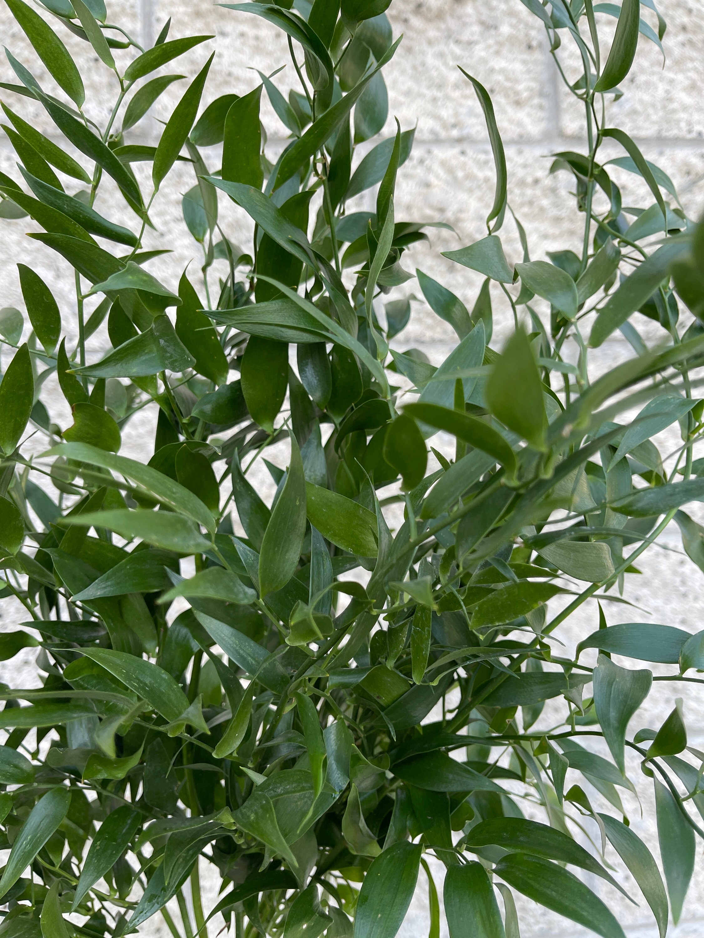 Fresh Italian Ruscus Bundle Ruscus ACULEATUS California - Etsy