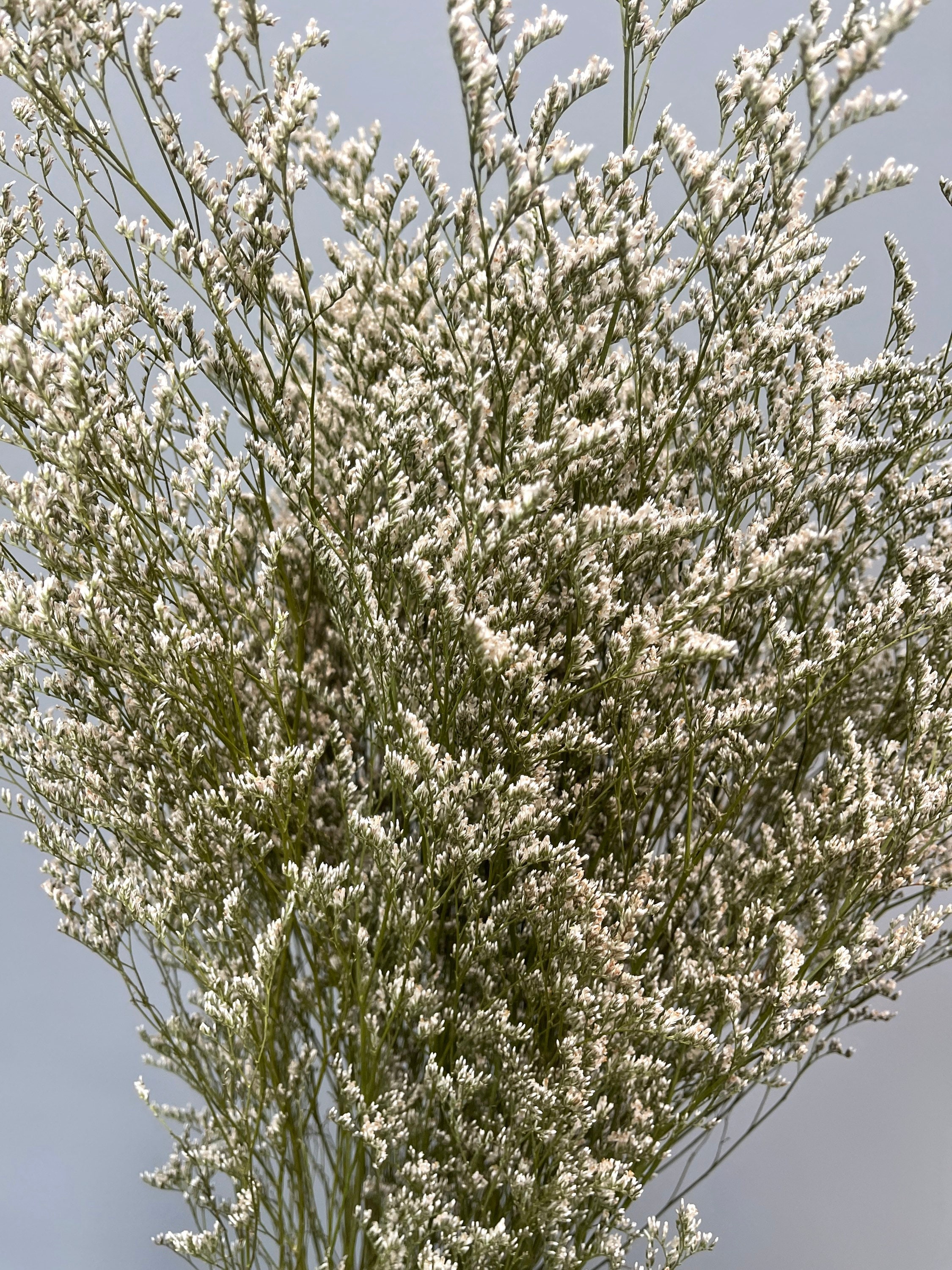 White Misty Limonium Caspia: Dried Wedding Flower Filler - Etsy