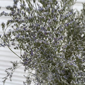 Preserved Blue Misty // Sea Lavender // Caspia // Naturally Grown Blue ...
