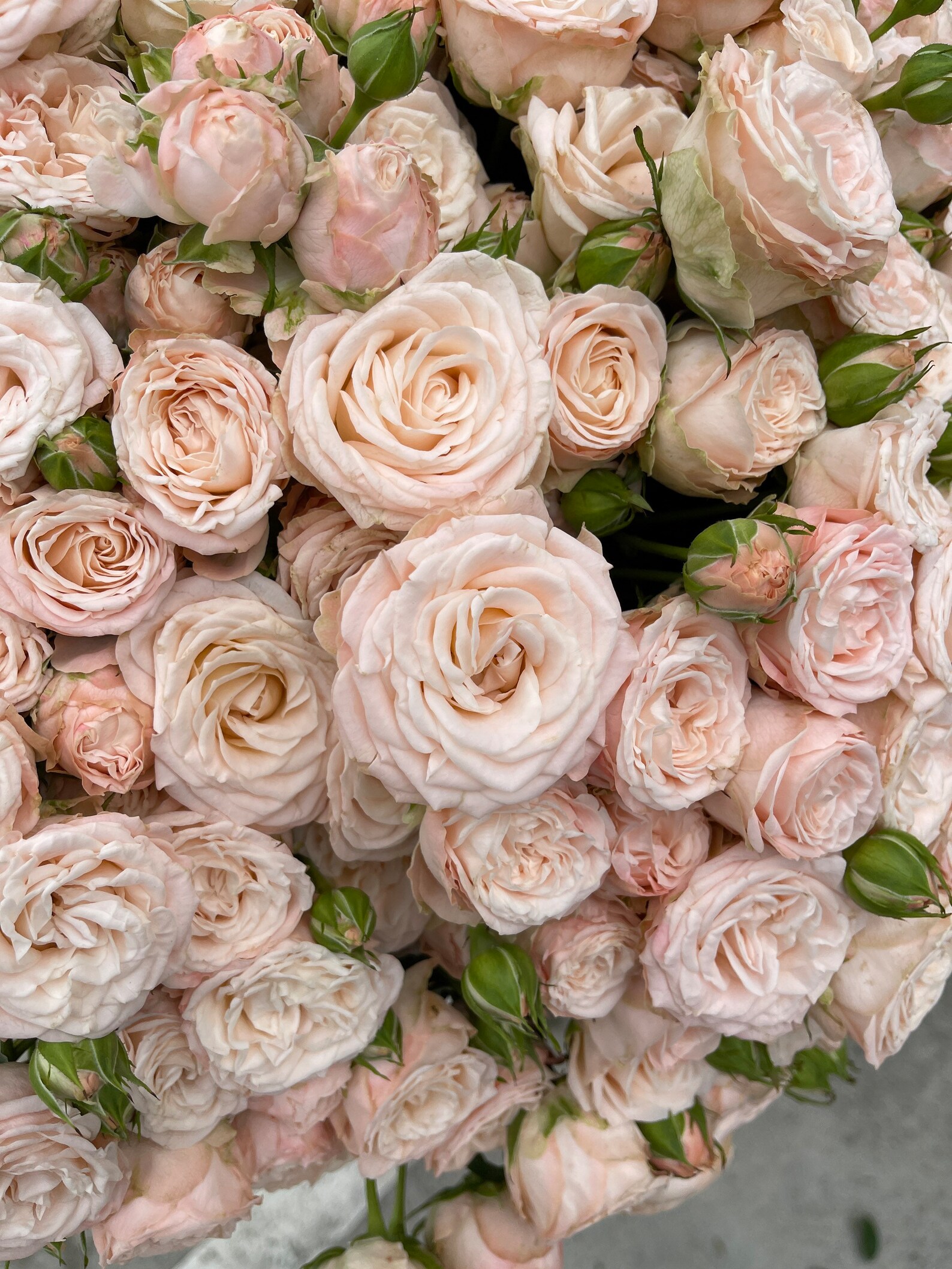 Fresh Bombastic Garden Spray Roses Luxury Garden Spray Roses - Etsy