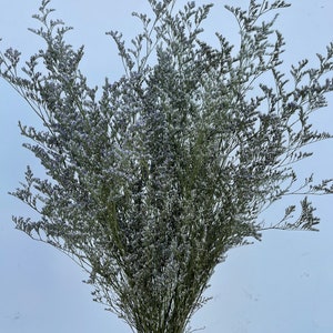 Preserved Blue Misty // Sea Lavender // Caspia // Naturally Grown Blue ...