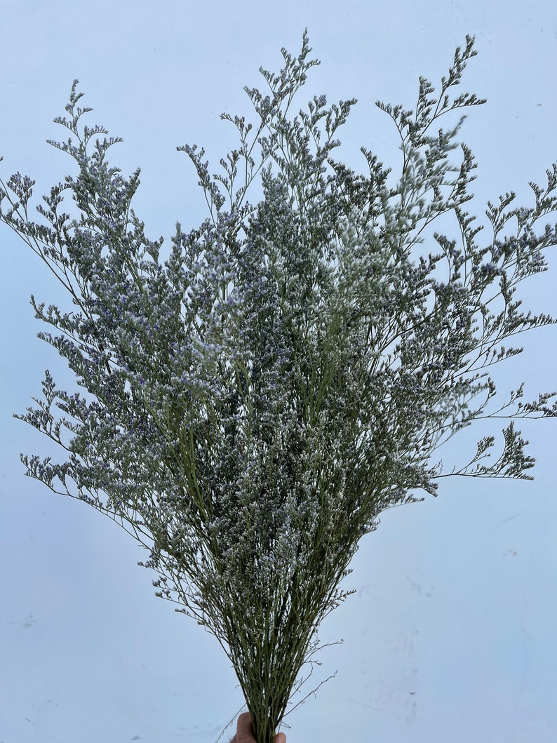 Preserved Blue Misty // Sea Lavender // Caspia // Naturally - Etsy