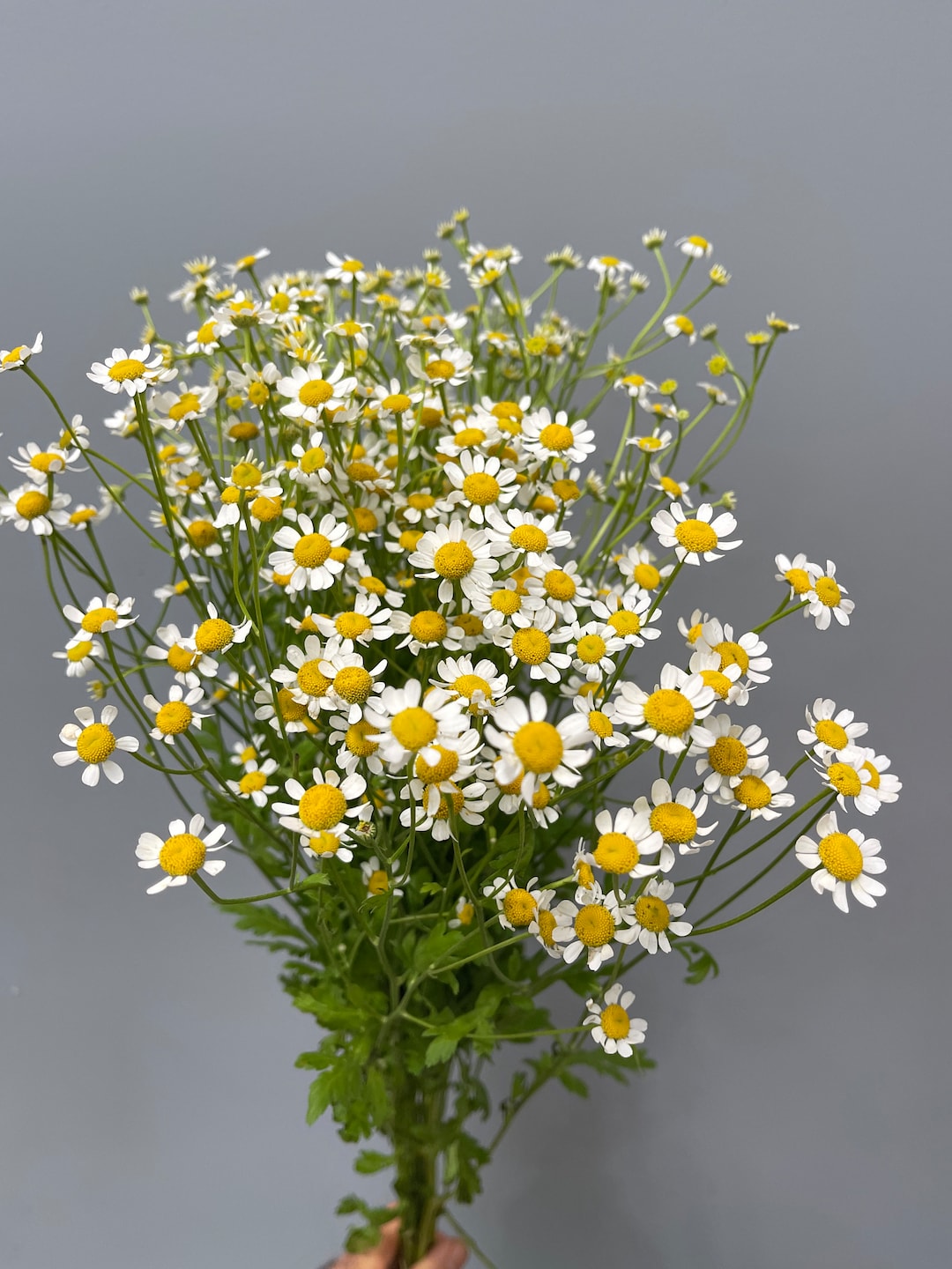 30 Fresh Chamomile - Fever Few - Cut Flower - Bulk Wedding Flowers ...
