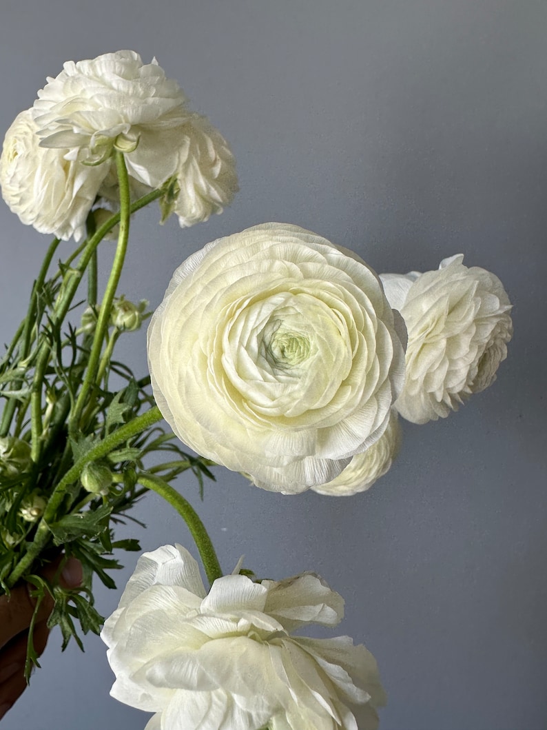 10 Fresh White Ranunculus - Cut Flower - Bulk Wedding Flowers ...