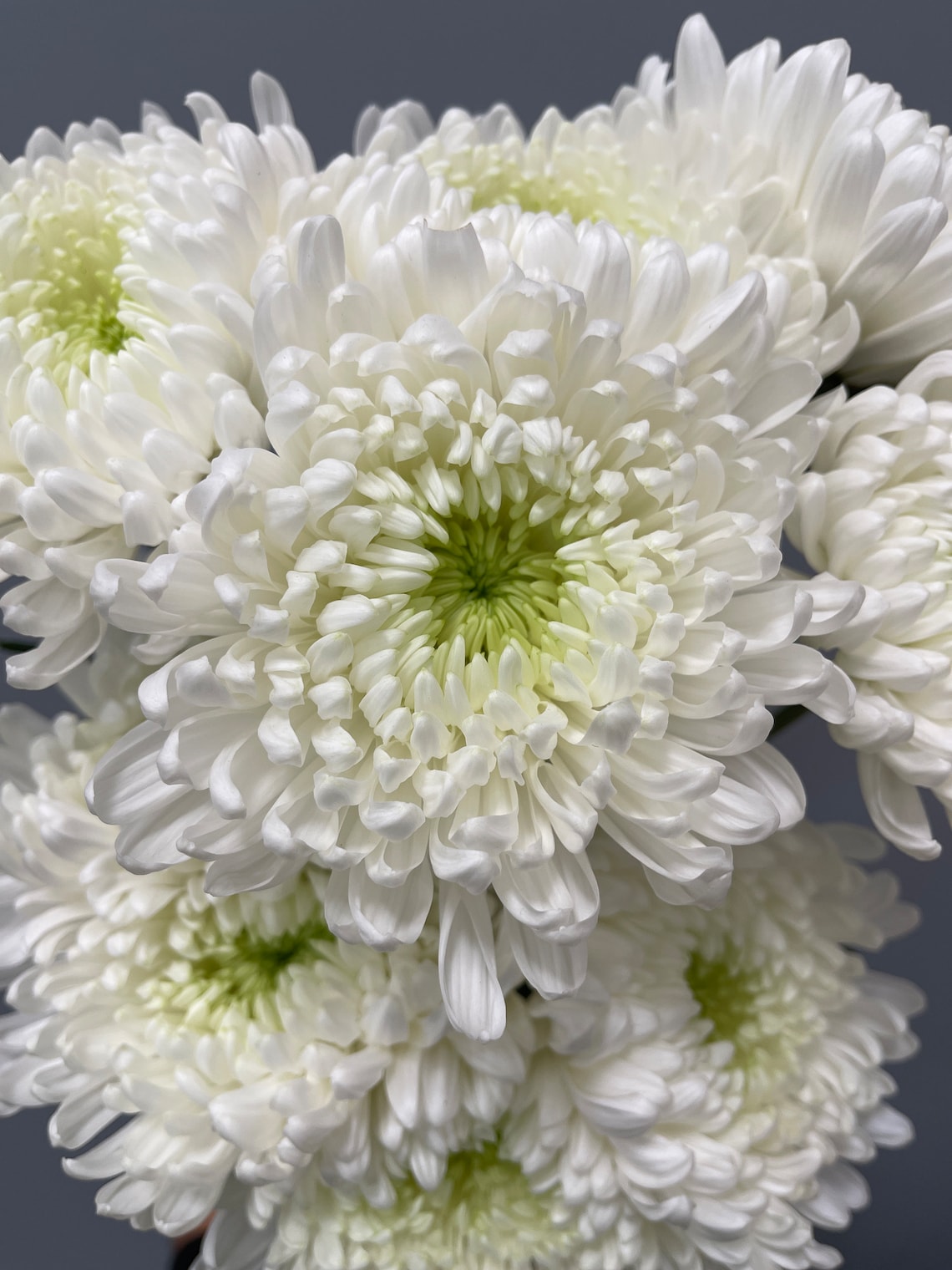 20 White Football Mums: Fresh Cut Wedding Flowers - Etsy