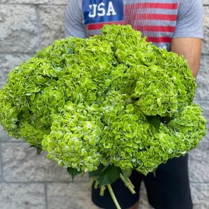 30 Dark Green Hydrangea Stems // Fresh Green Hydrangea // Fresh Wedding ...