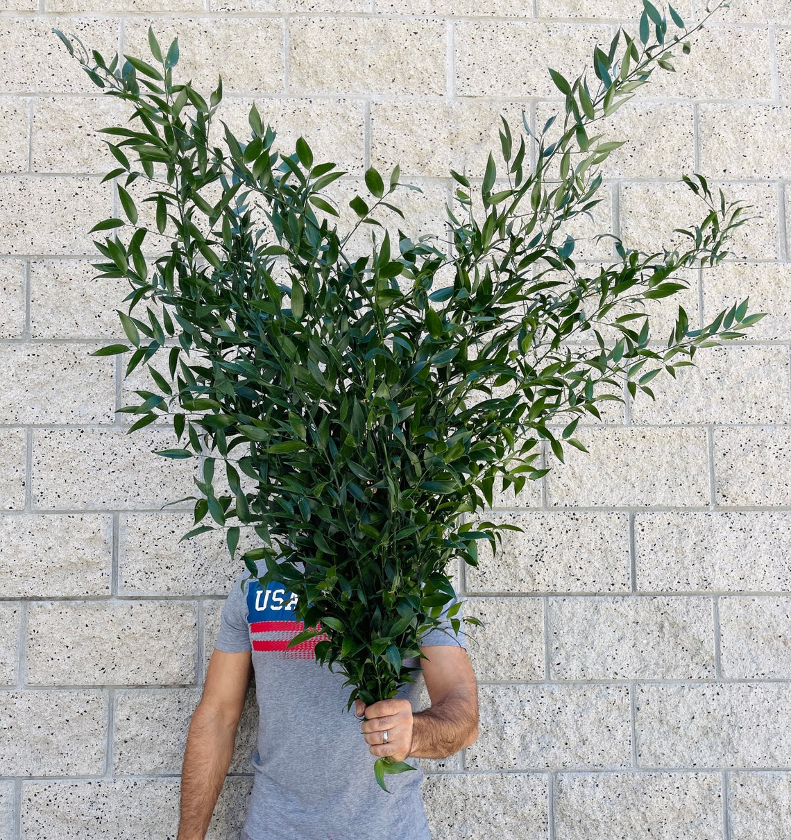 Fresh Italian Ruscus Bundle Ruscus ACULEATUS California - Etsy