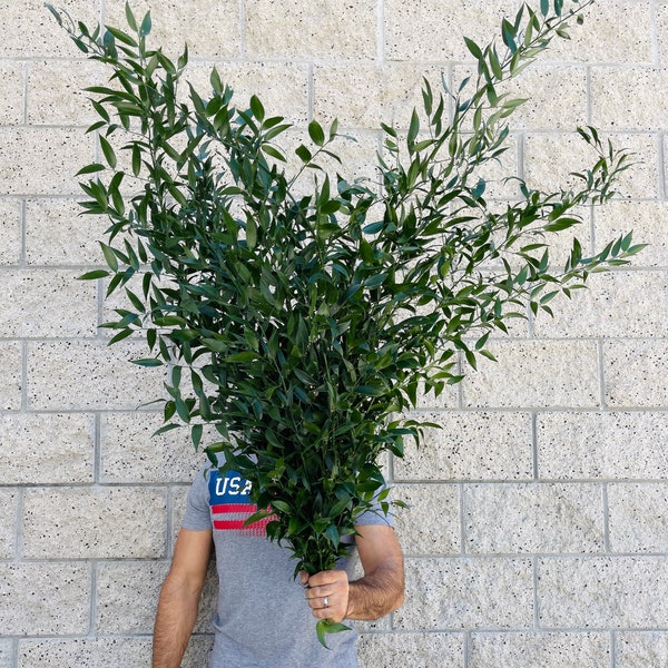 Italian Ruscus Greenery - Etsy