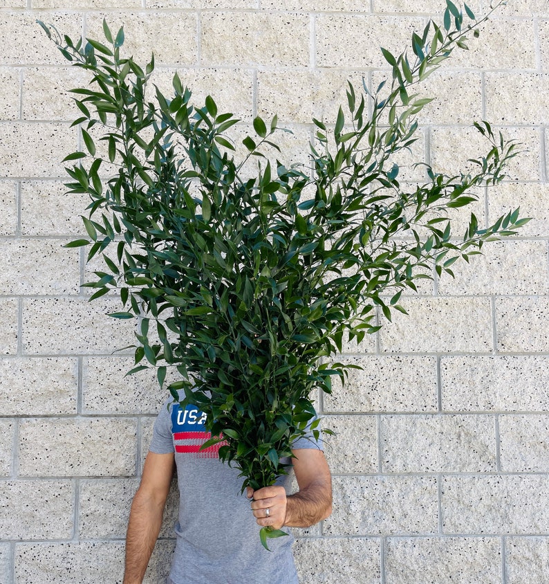 Fresh Italian Ruscus Bundle Ruscus ACULEATUS California - Etsy