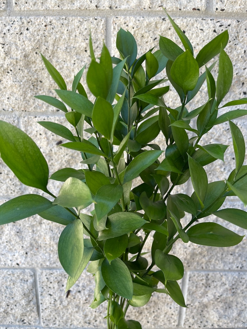 Fresh Israeli Ruscus Bundle, California Grown Eucalyptus - Etsy