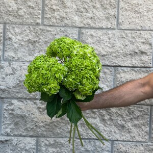 30 Dark Green Hydrangea Stems // Fresh Green Hydrangea // Fresh Wedding ...