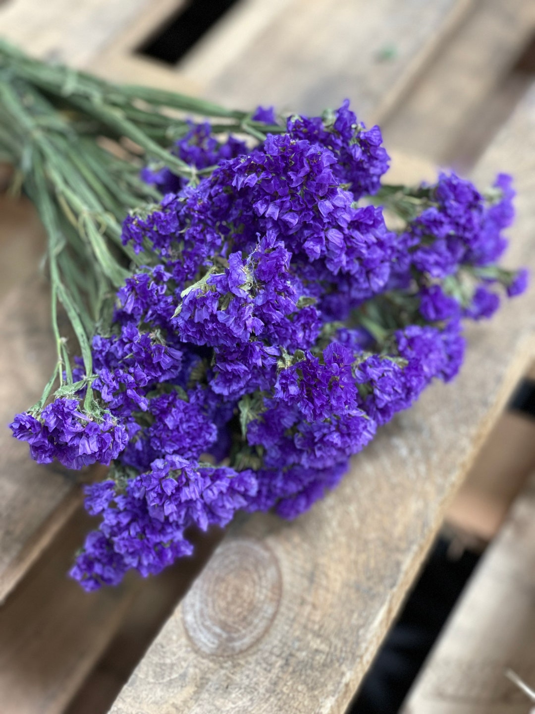 Preserved Purple Statice Bundle: Dried Sea Lavender, California Grown ...