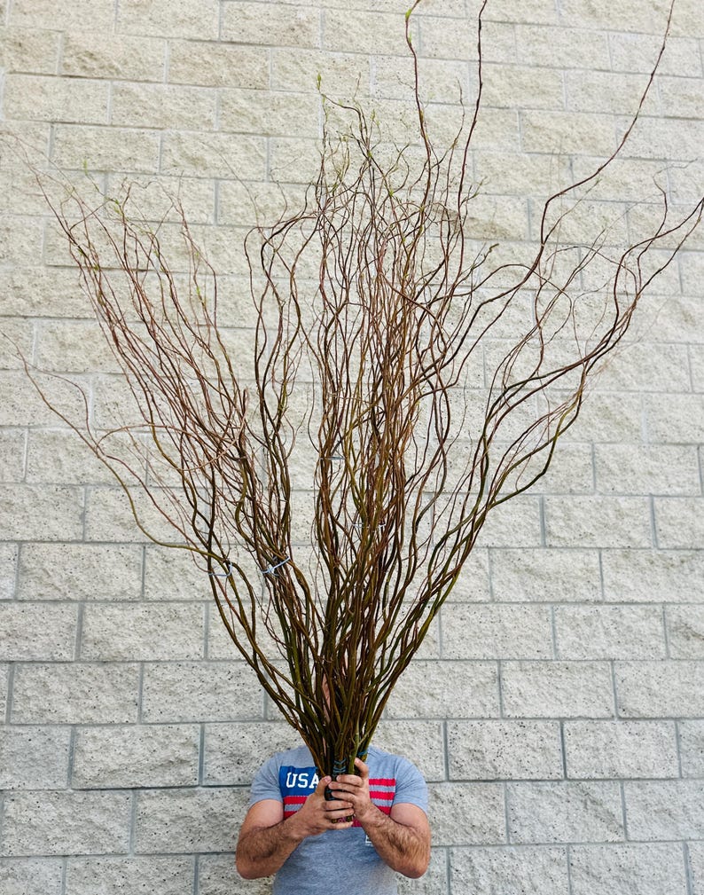 Curly Willow Branches: California Grown Corkscrew Willow Bundle - Etsy