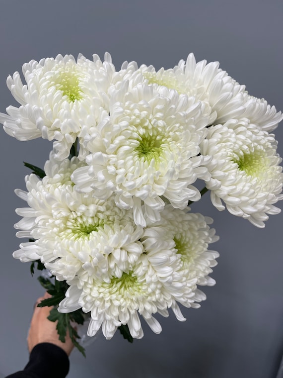 White Football Mums