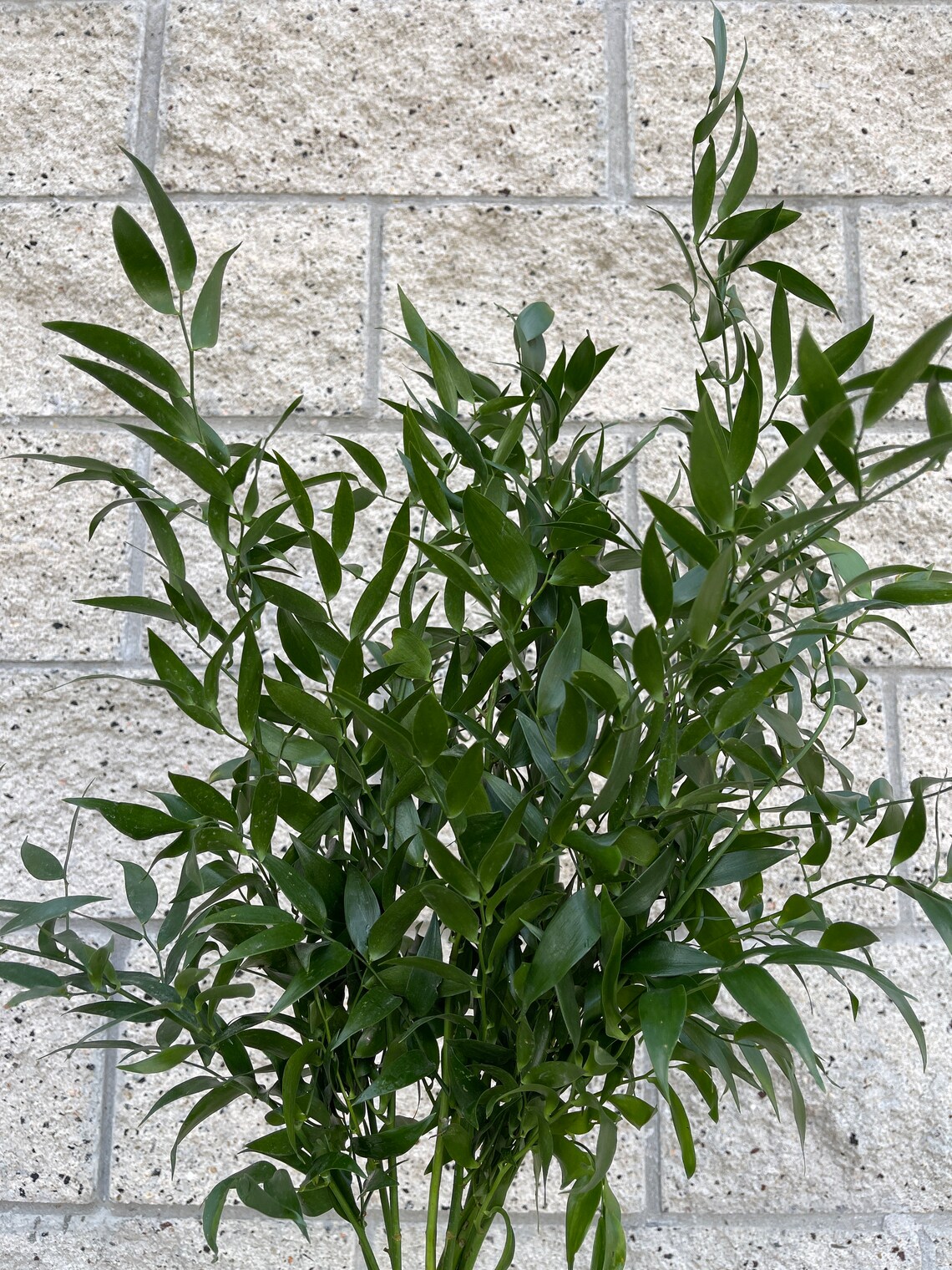 Fresh Italian Ruscus Bundle Ruscus ACULEATUS California - Etsy