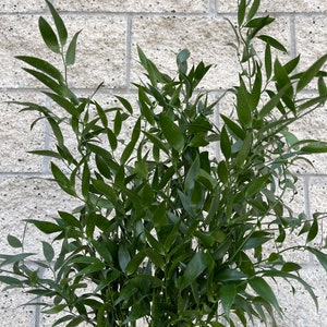 Fresh Italian Ruscus Bundle, Ruscus ACULEATUS , California Flower ...