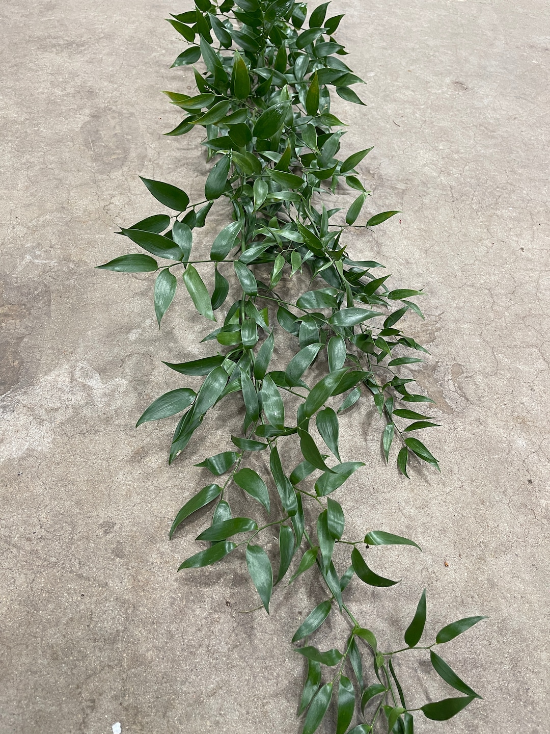 Fresh Italian Ruscus Garland: Wedding Greenery - Etsy