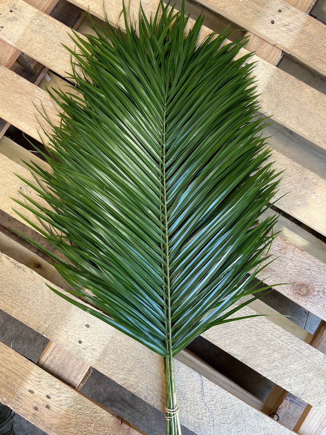 Fresh Robellini Palm Fronds (10 Ct) - Tropical Decor - Etsy
