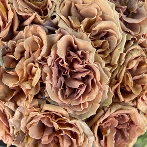 Fresh Toffee Brown Roses | Wedding Garden Roses | 20 Stem Premium ...