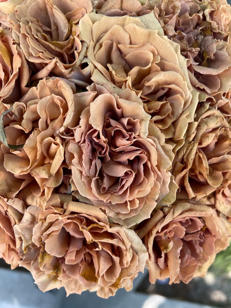 Fresh Toffee Brown Roses Wedding Garden Roses 20 Stem - Etsy