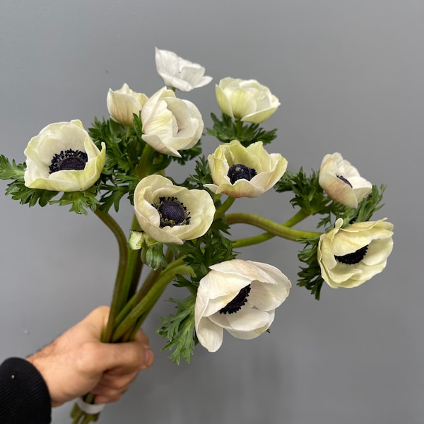 Anemone - Etsy