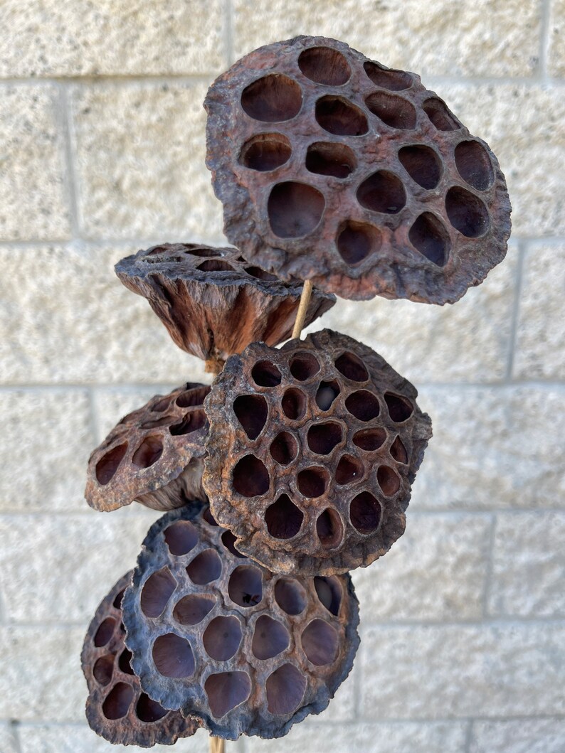 Natural Lotus Pods Stems // Dried & Preserved Pods Bundle// - Etsy