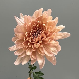 30 Fresh Dusty Peach Mum Stems - Cut Flower - Bulk Wedding Flowers ...