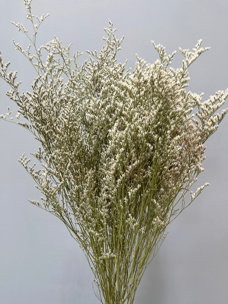 White Misty Limonium Caspia: Dried Wedding Flower Filler - Etsy