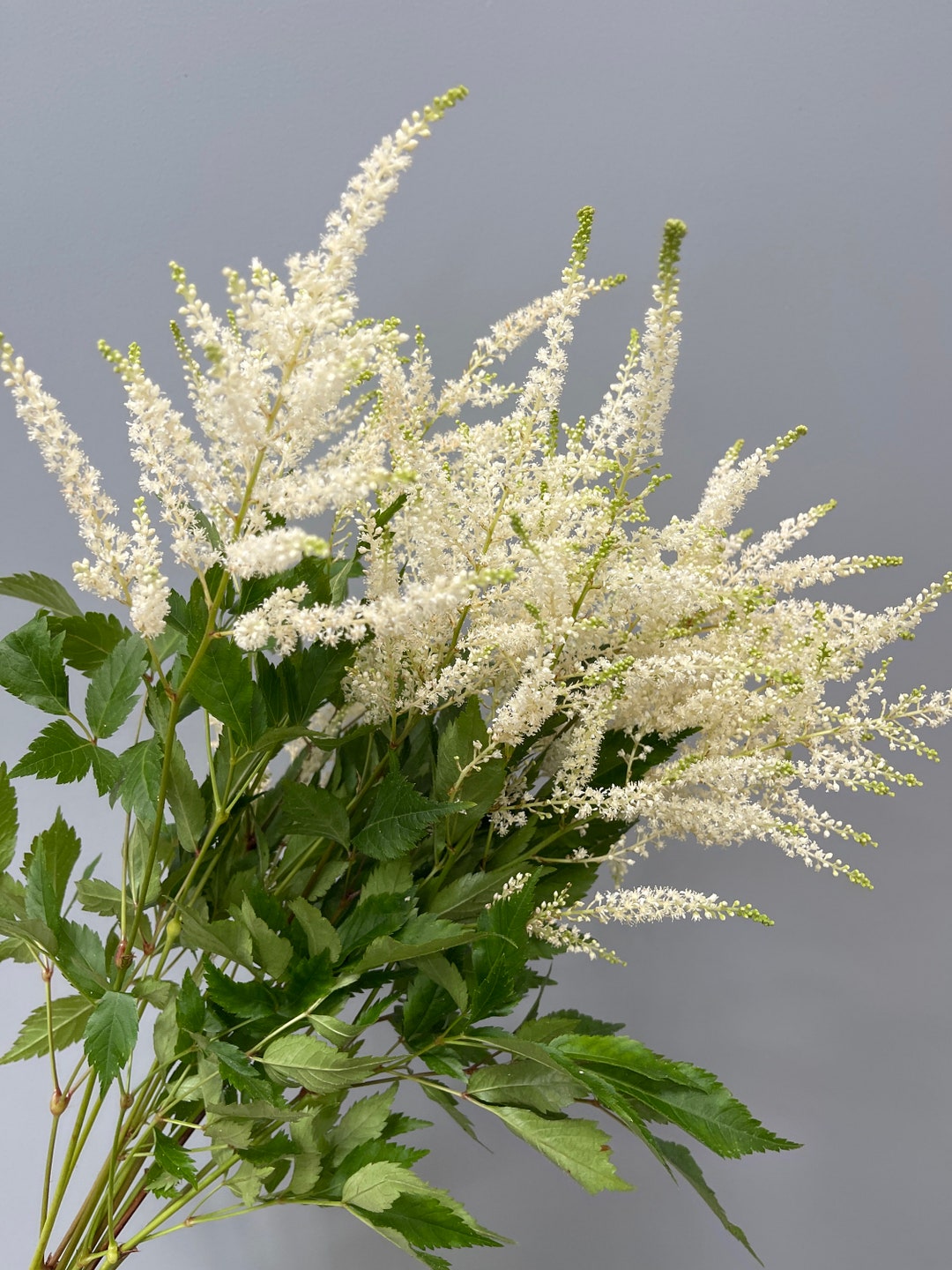 20 Stems Fresh Cut White Astilbi - Luxury Filler - Cut Flower - Bulk ...