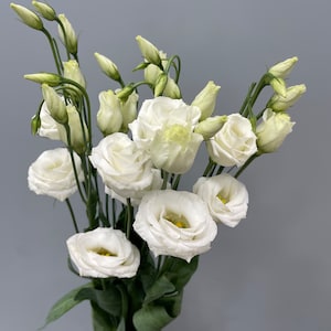20 Fresh White Lisianthus - Fresh - Cut Flower - Bulk Wedding Flowers ...