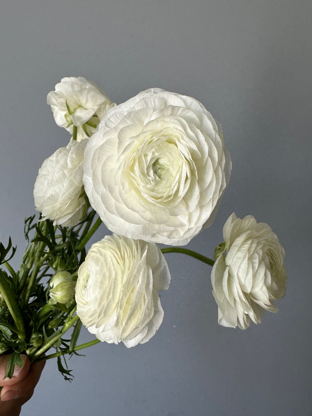 10 Fresh White Ranunculus - Cut Flower - Bulk Wedding Flowers ...