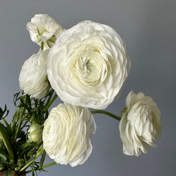 White Ranunculus - Etsy