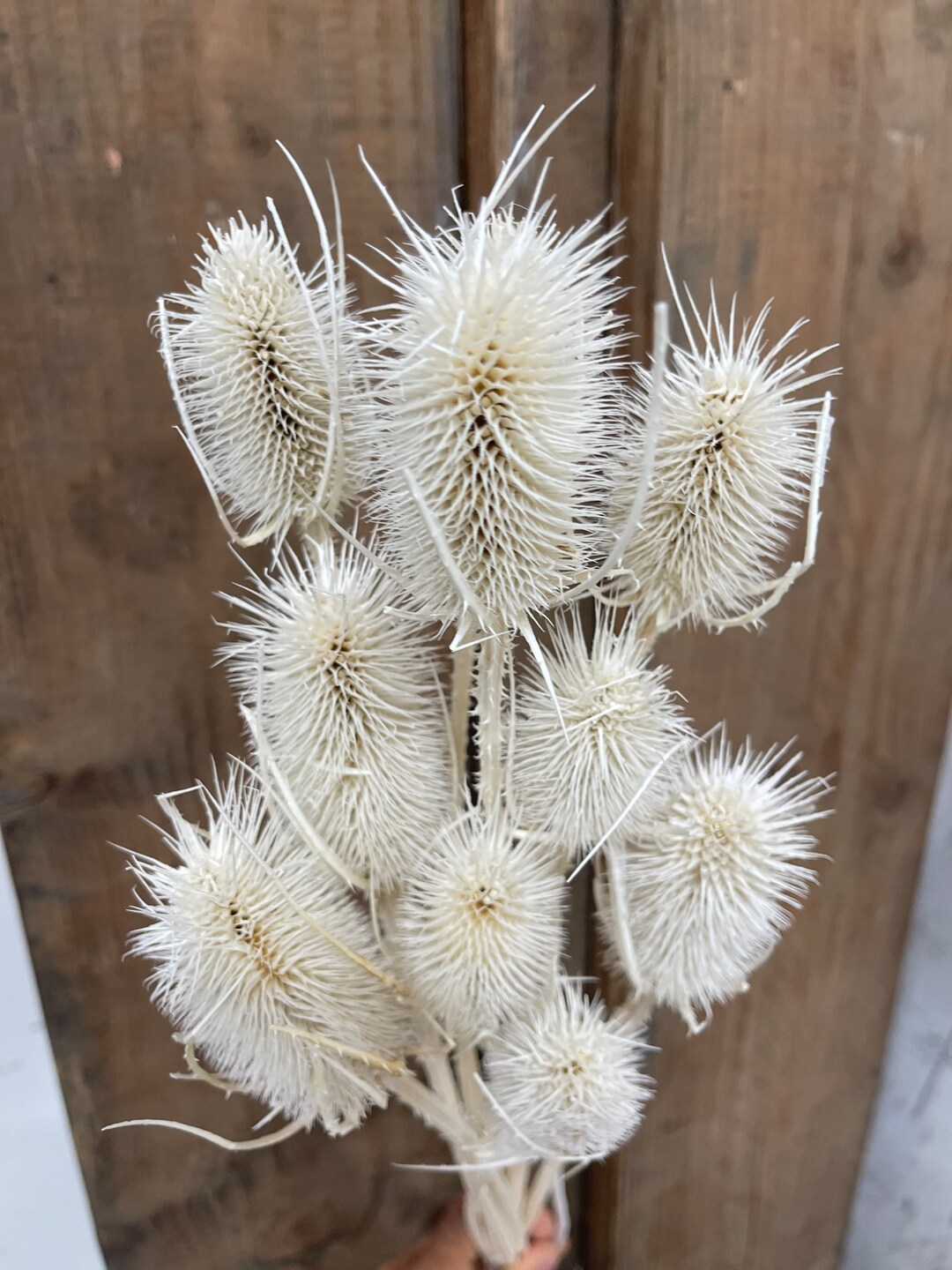 Thistle // 10 Large Stems Dried & Bleached // Preserved Natural and ...
