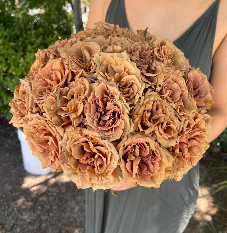 Fresh Toffee Brown Roses Wedding Garden Roses 20 Stem - Etsy